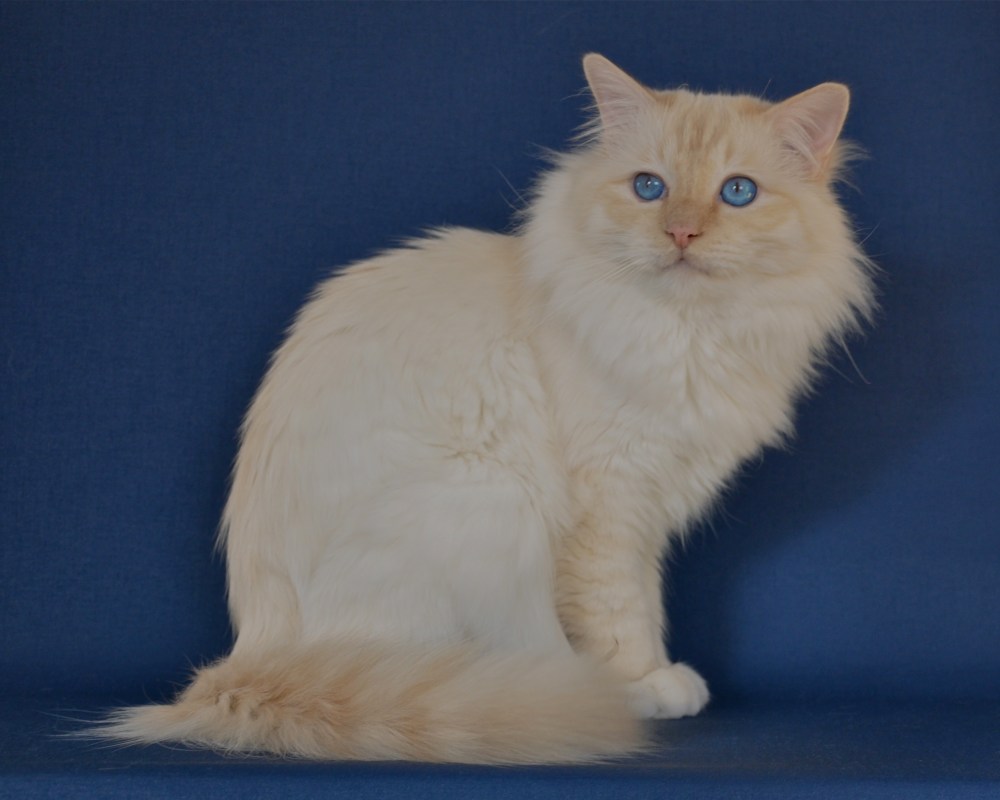 TIMOTHY – Sweet Katicat