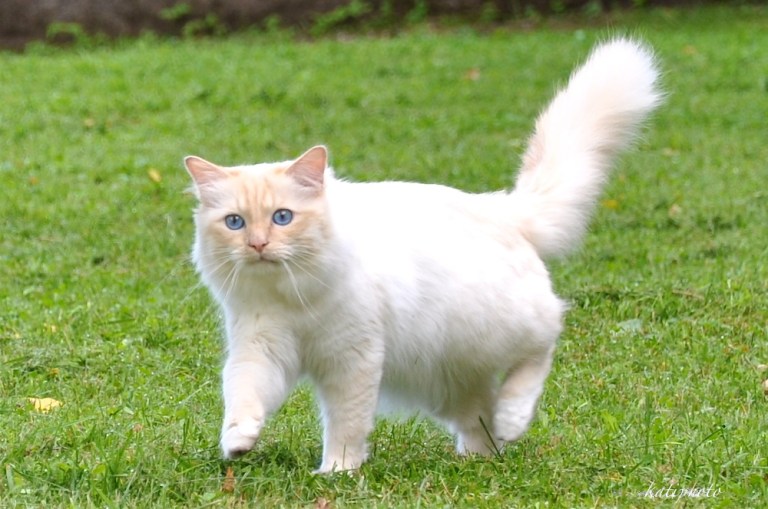 TIMOTHY – Sweet Katicat