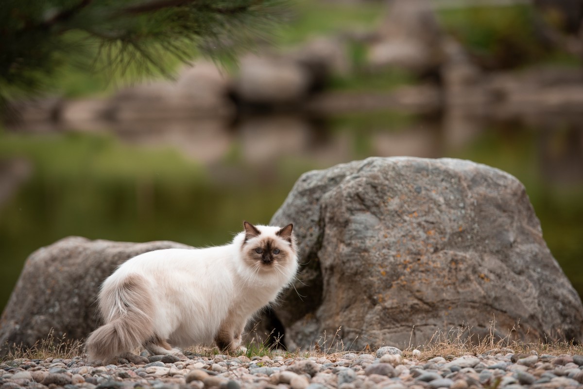Sweet Katicat – Sacred Birman cats – püha birma kassid