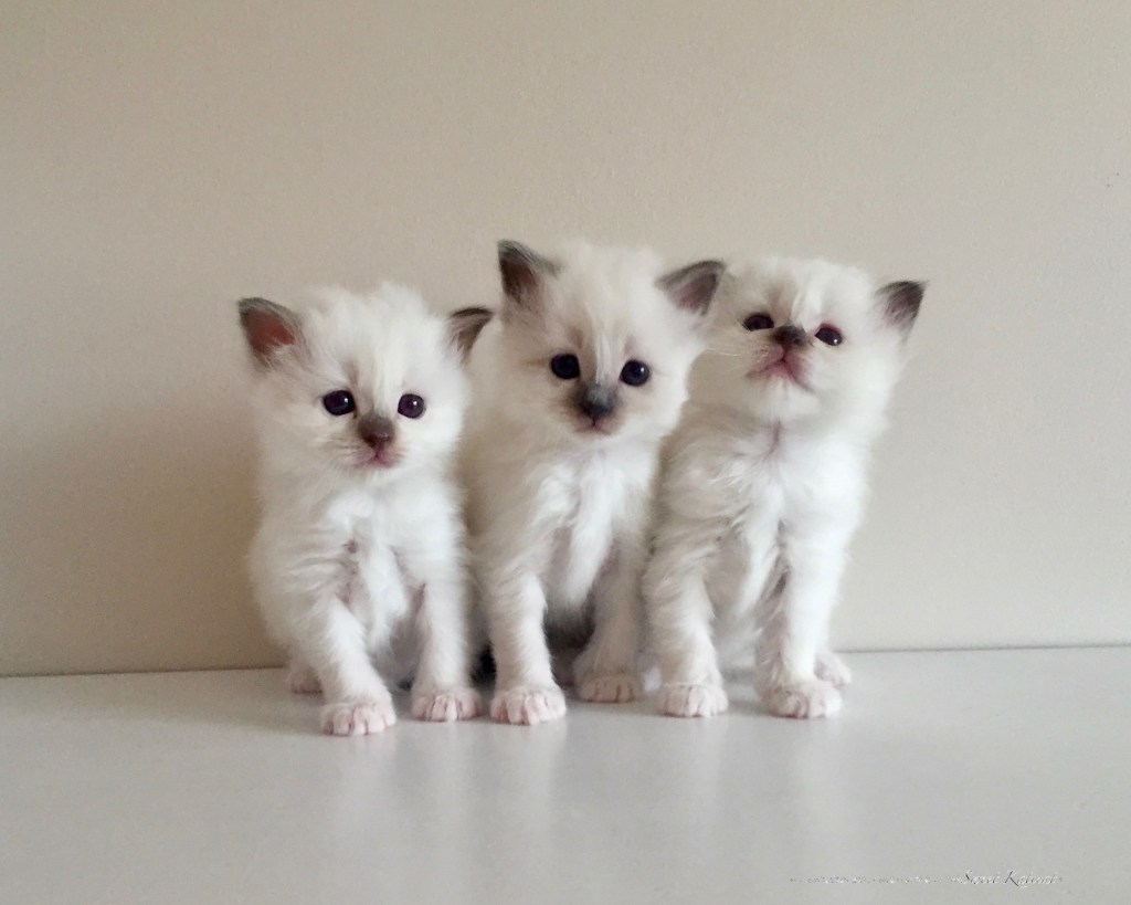 X – kittens – Sweet Katicat