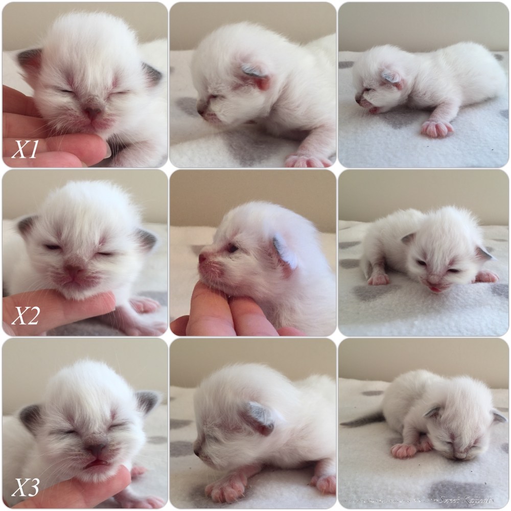 X – kittens – Sweet Katicat