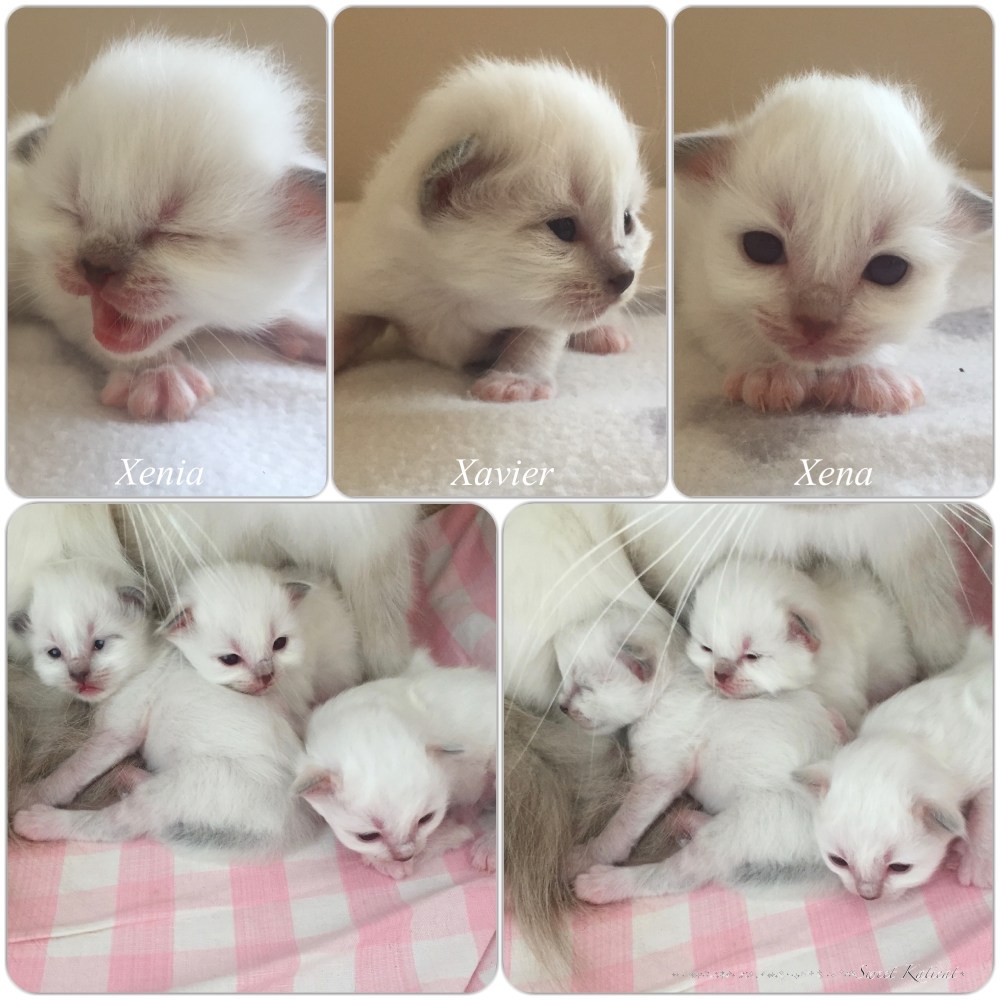 X – kittens – Sweet Katicat