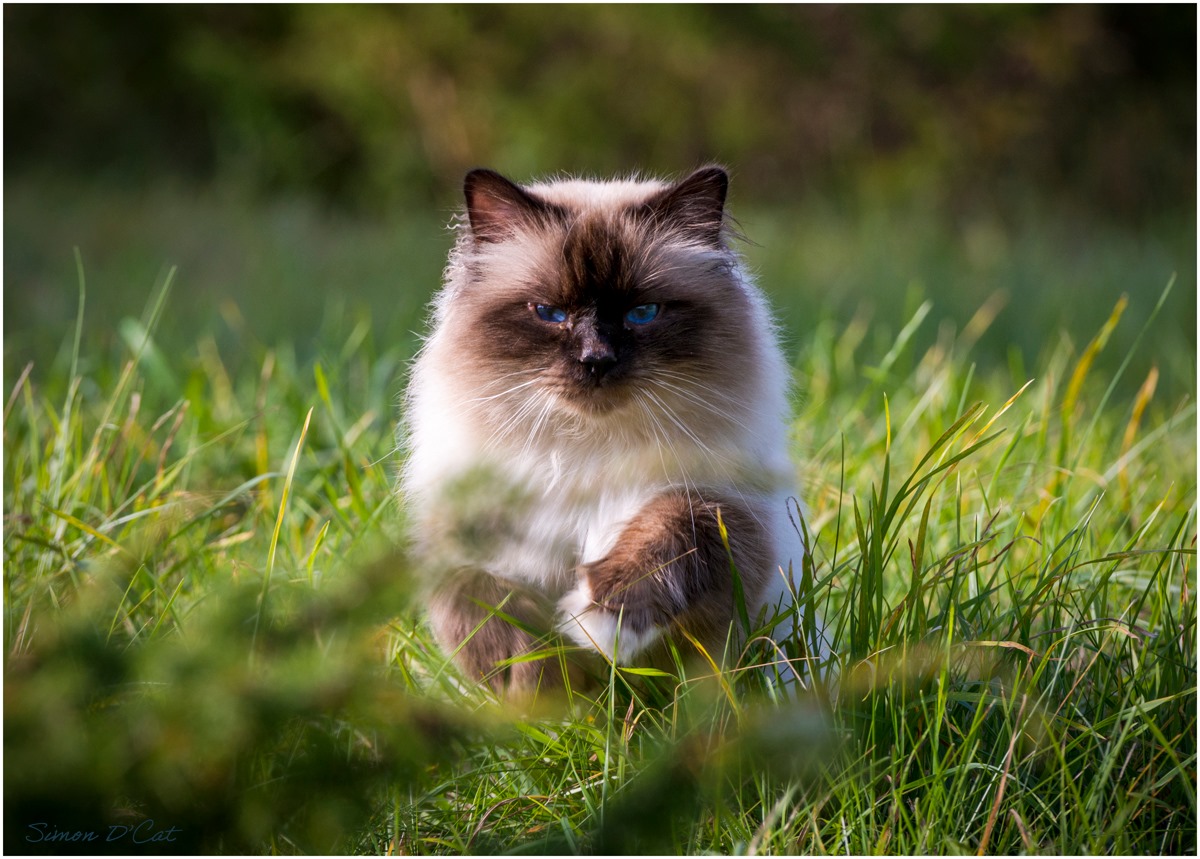 SIMON – Sweet Katicat