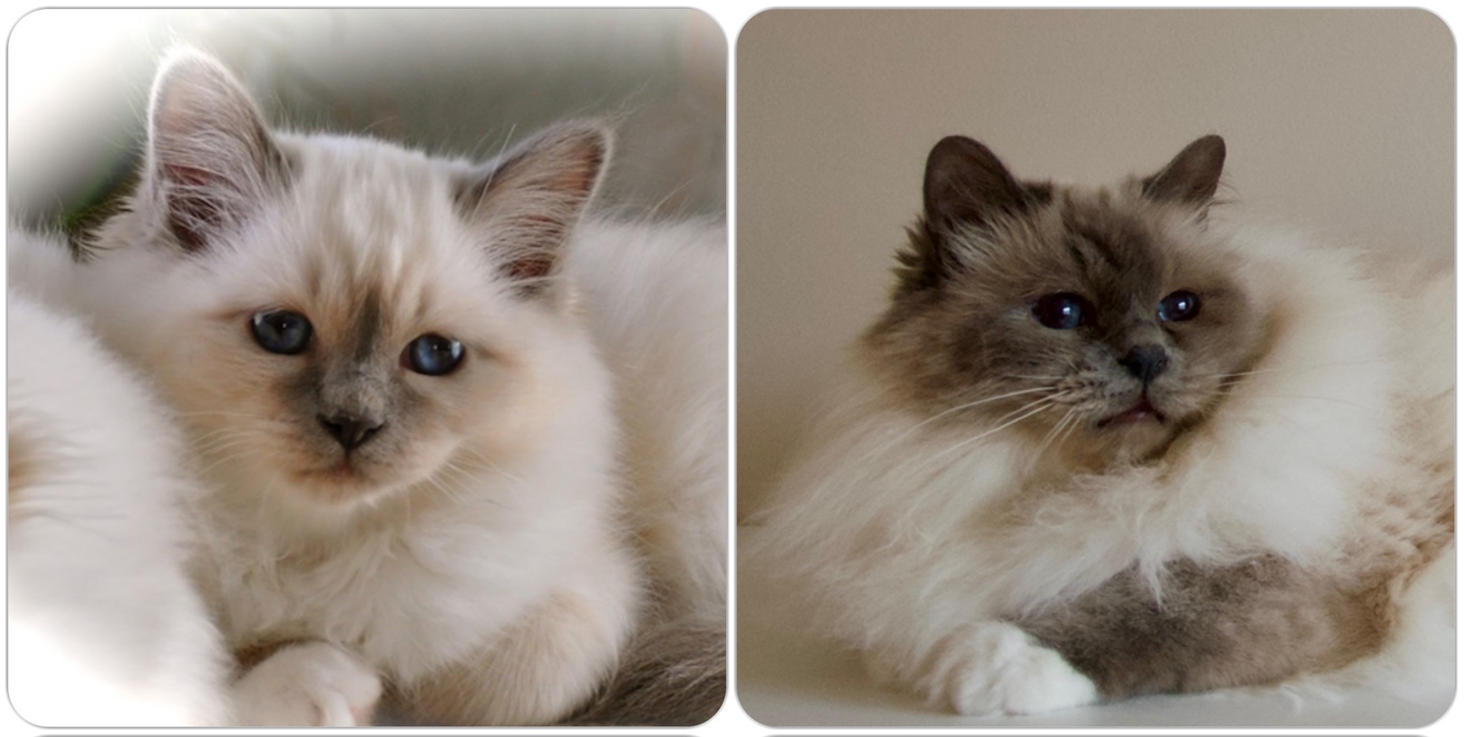 ALIZEÉ – Sweet Katicat