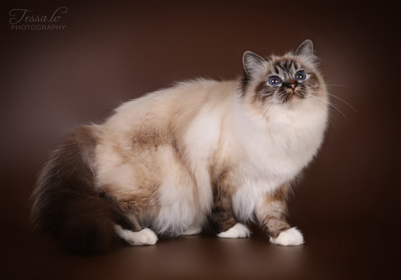 FEMALES – Sweet Katicat